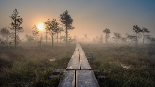 Yandex Browser Background Gallery